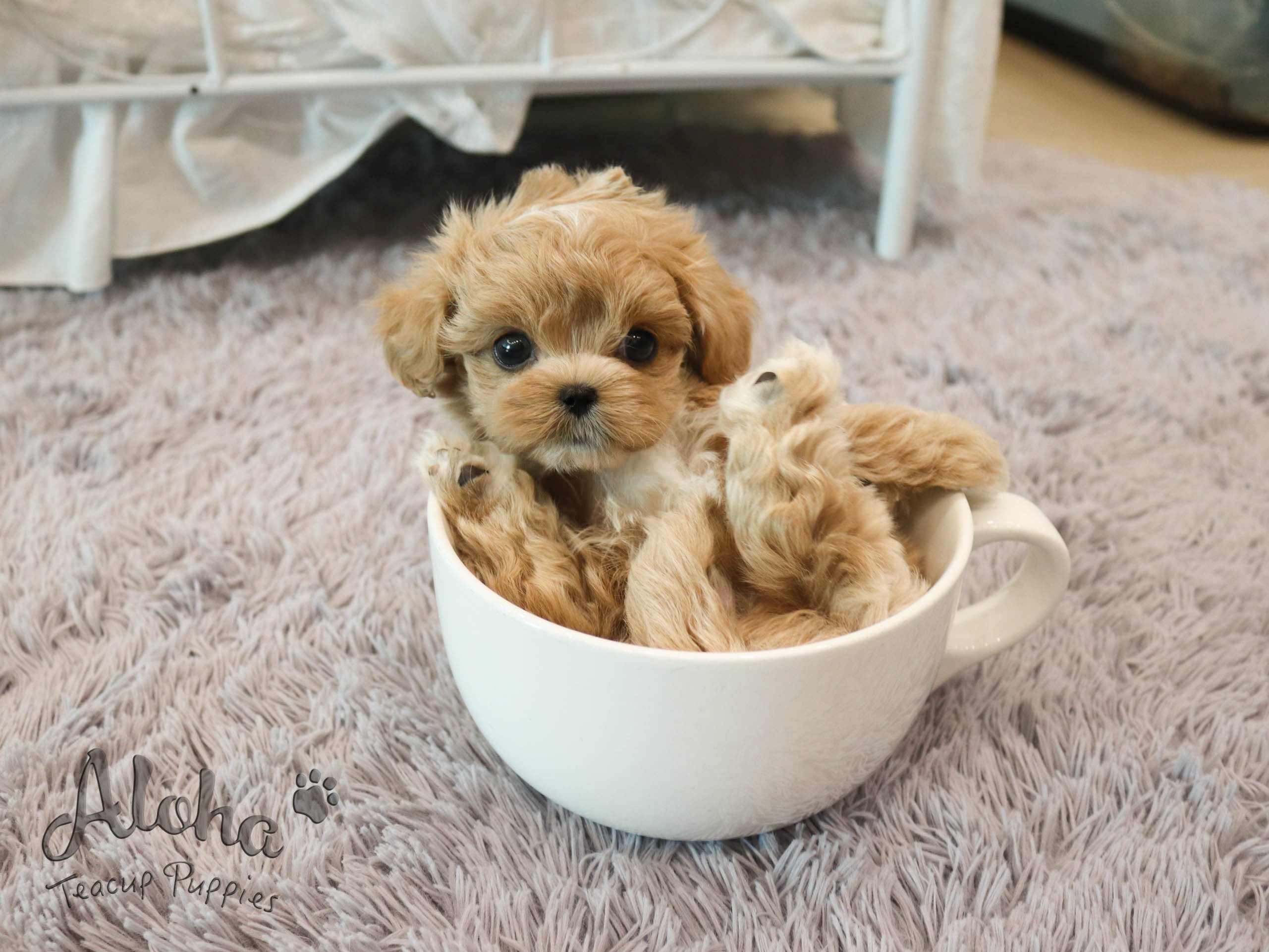 Teacup Maltipoo