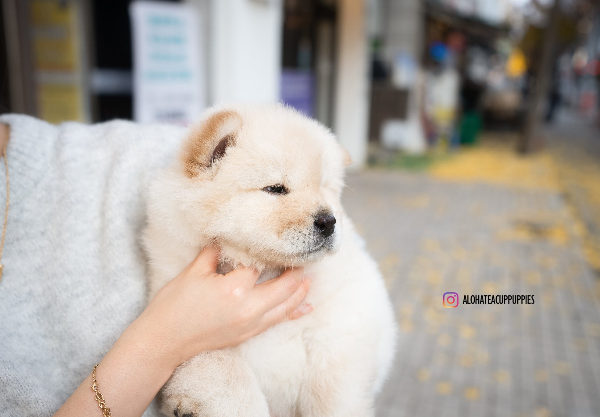 Cow [Mini Chow Chow] – Aloha Teacup Puppies