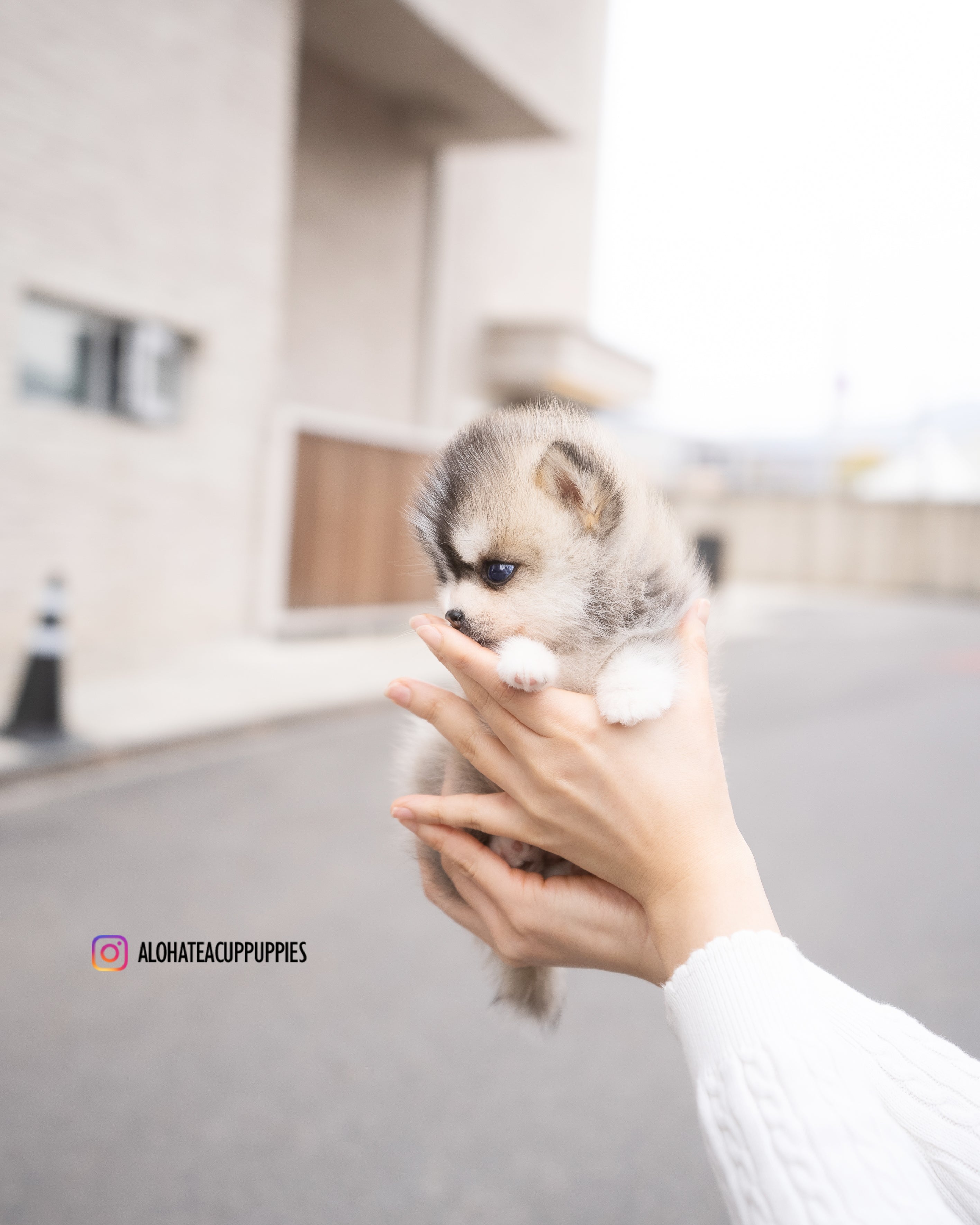 Chopa [TEACUP POMSKY] – Aloha Teacup Puppies