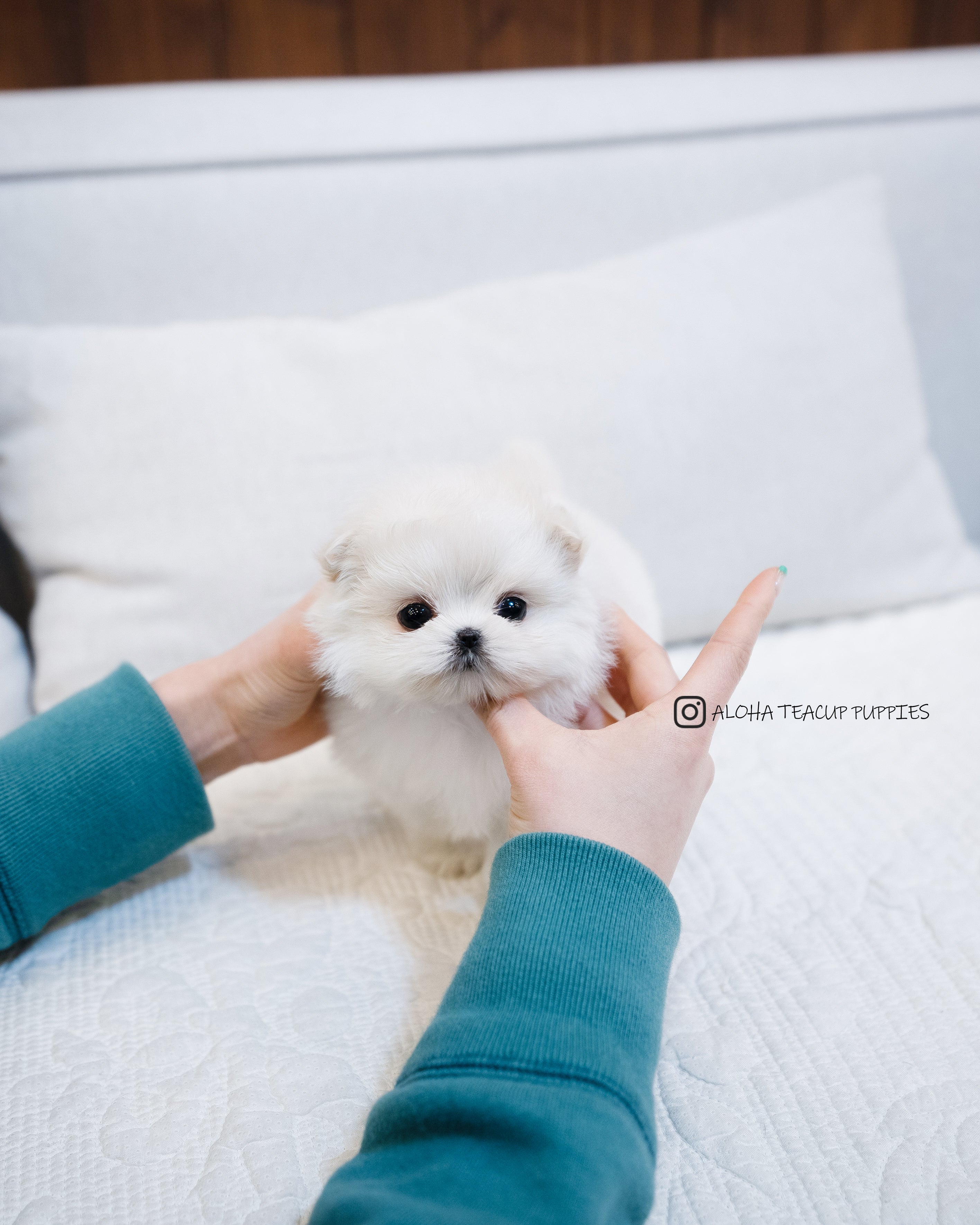 Luna [TEACUP MAltipom] – Aloha Teacup Puppies inc
