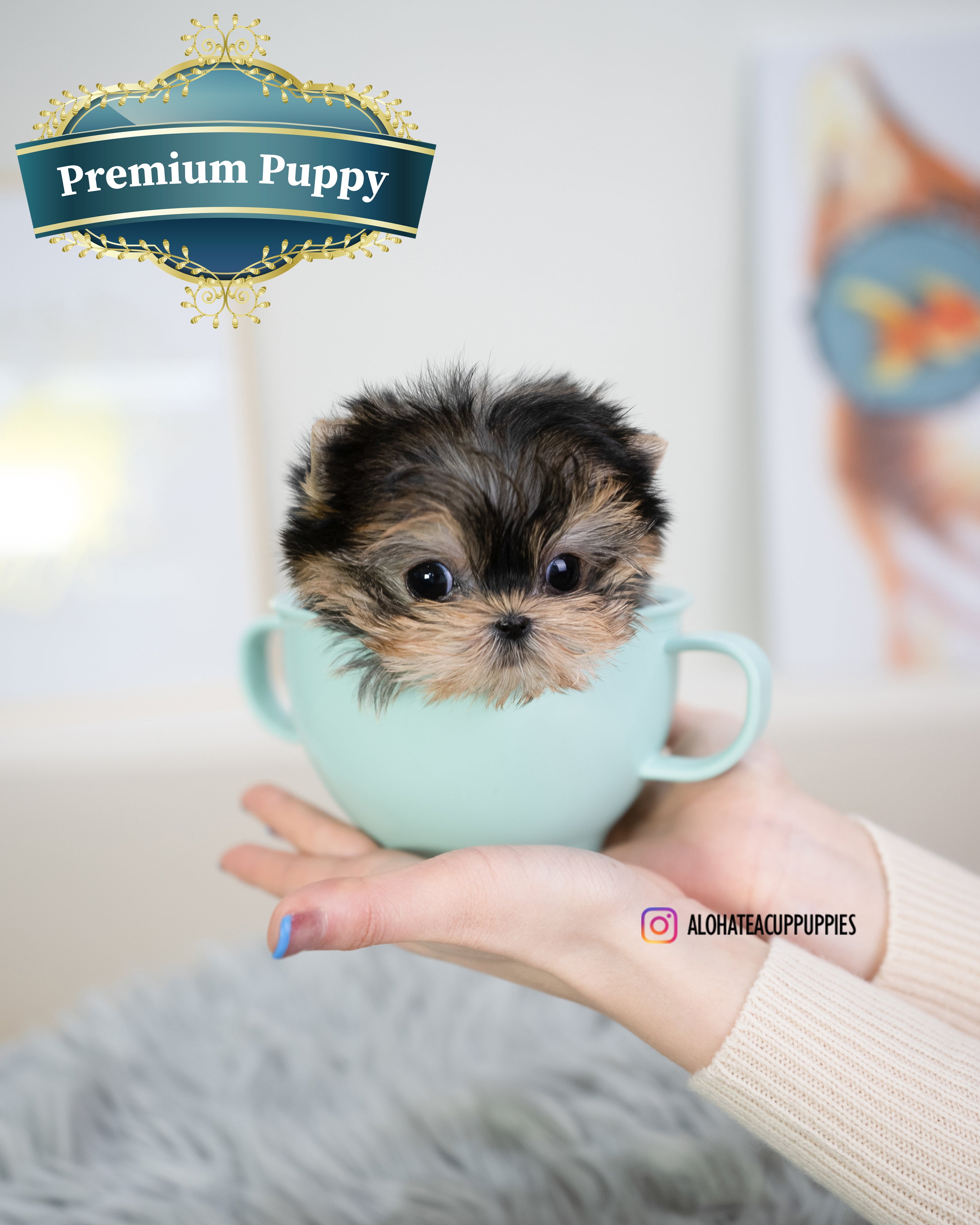 Holly [TEACUP YORKIE] – Aloha Teacup Puppies