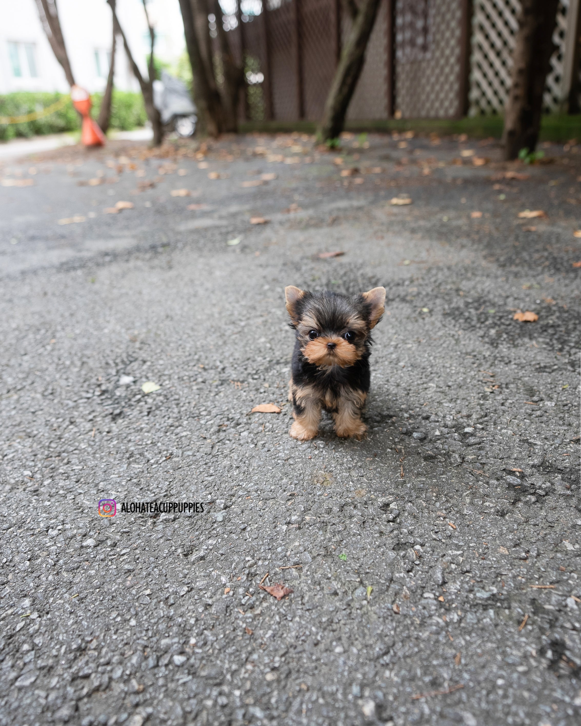 Pepsi [TEACUP YORKIE] – Aloha Teacup Puppies