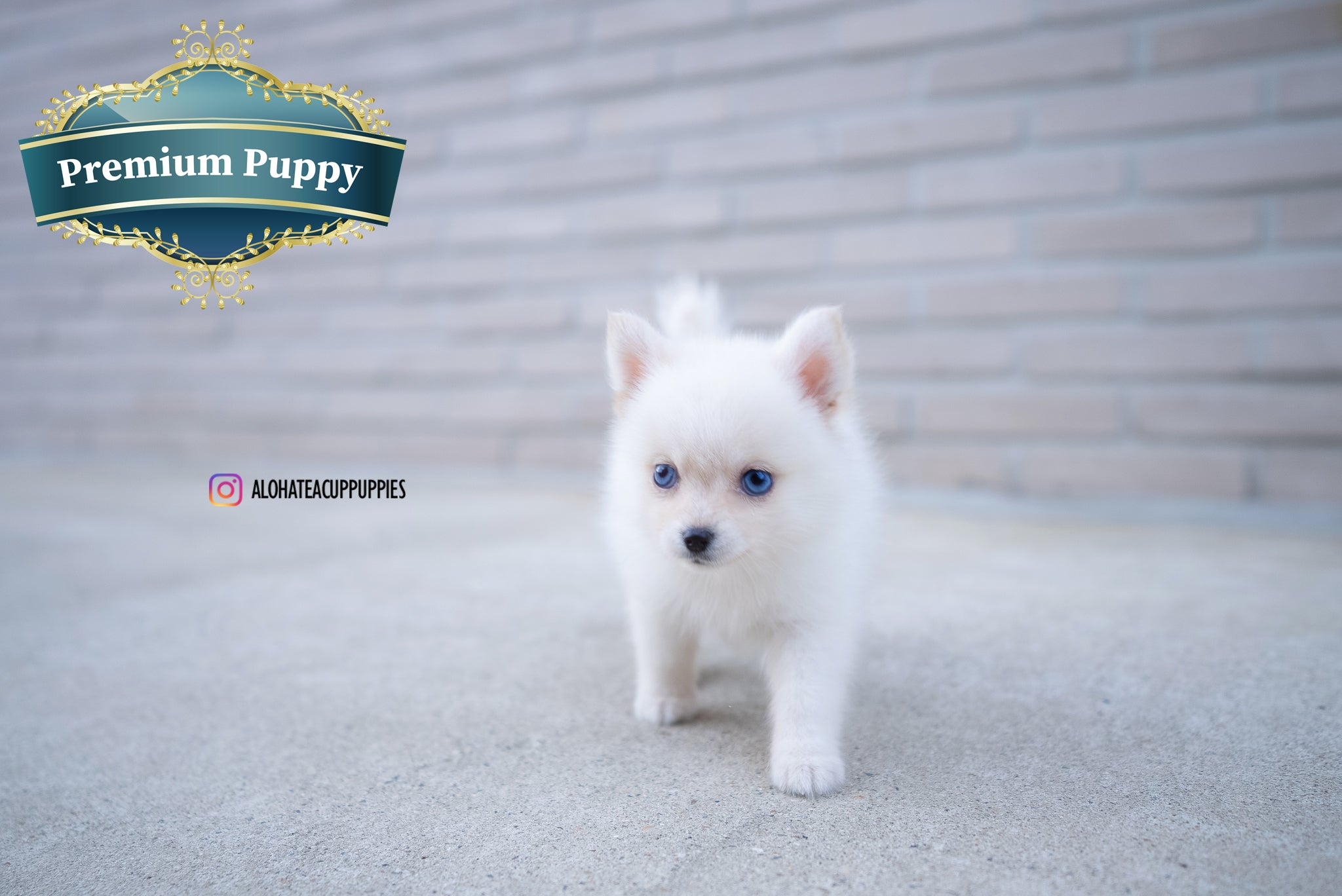 Ivy [TEACUP POMSKY] – Aloha Teacup Puppies