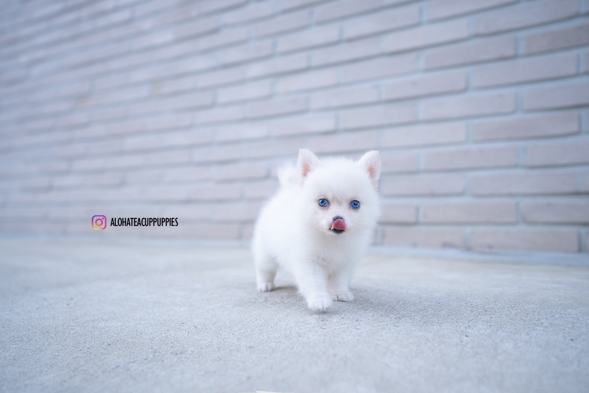 Ivy [TEACUP POMSKY] – Aloha Teacup Puppies