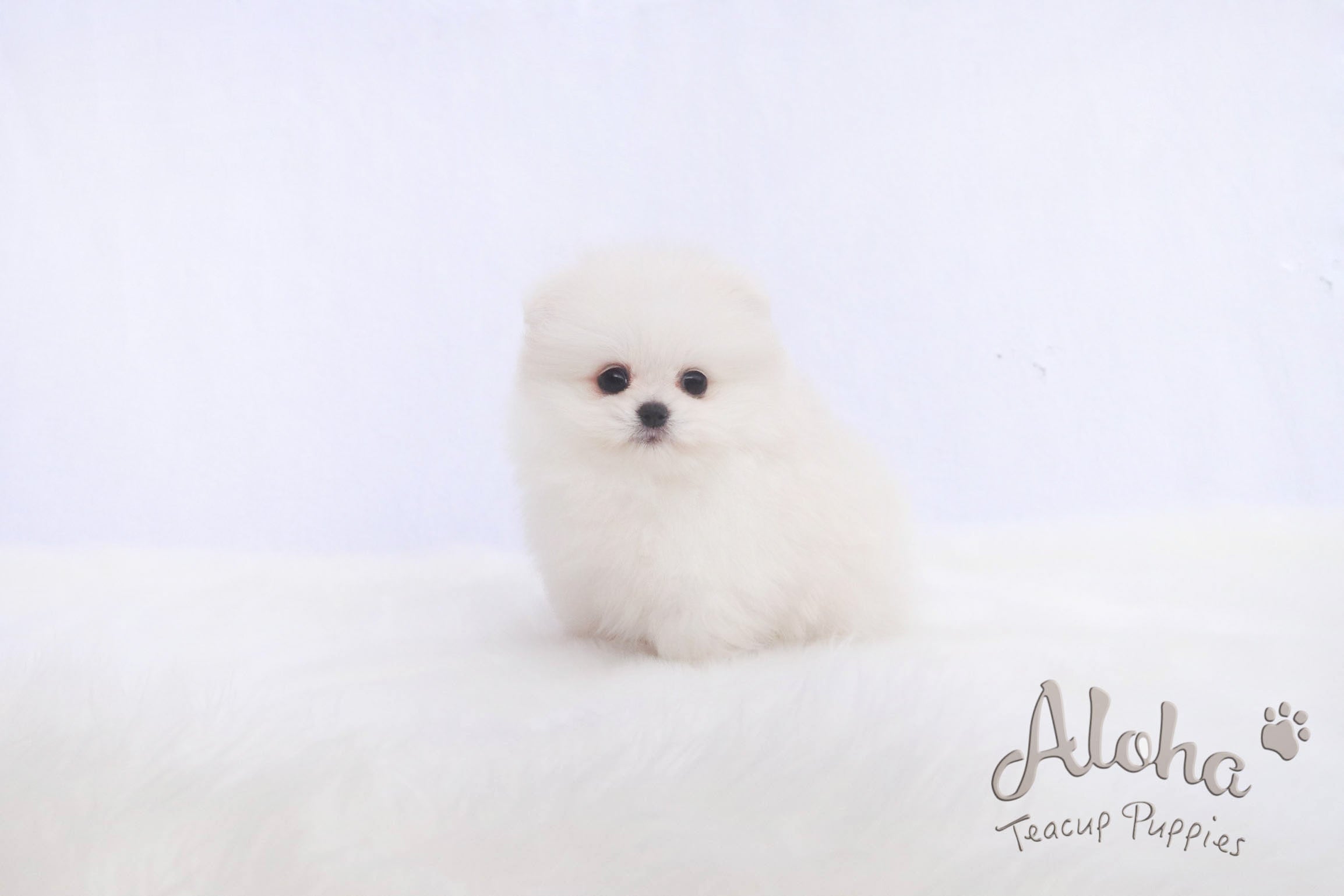 Sold to Roberto, Fiona [TEACUP POMERANIAN] – Aloha Teacup Puppies inc