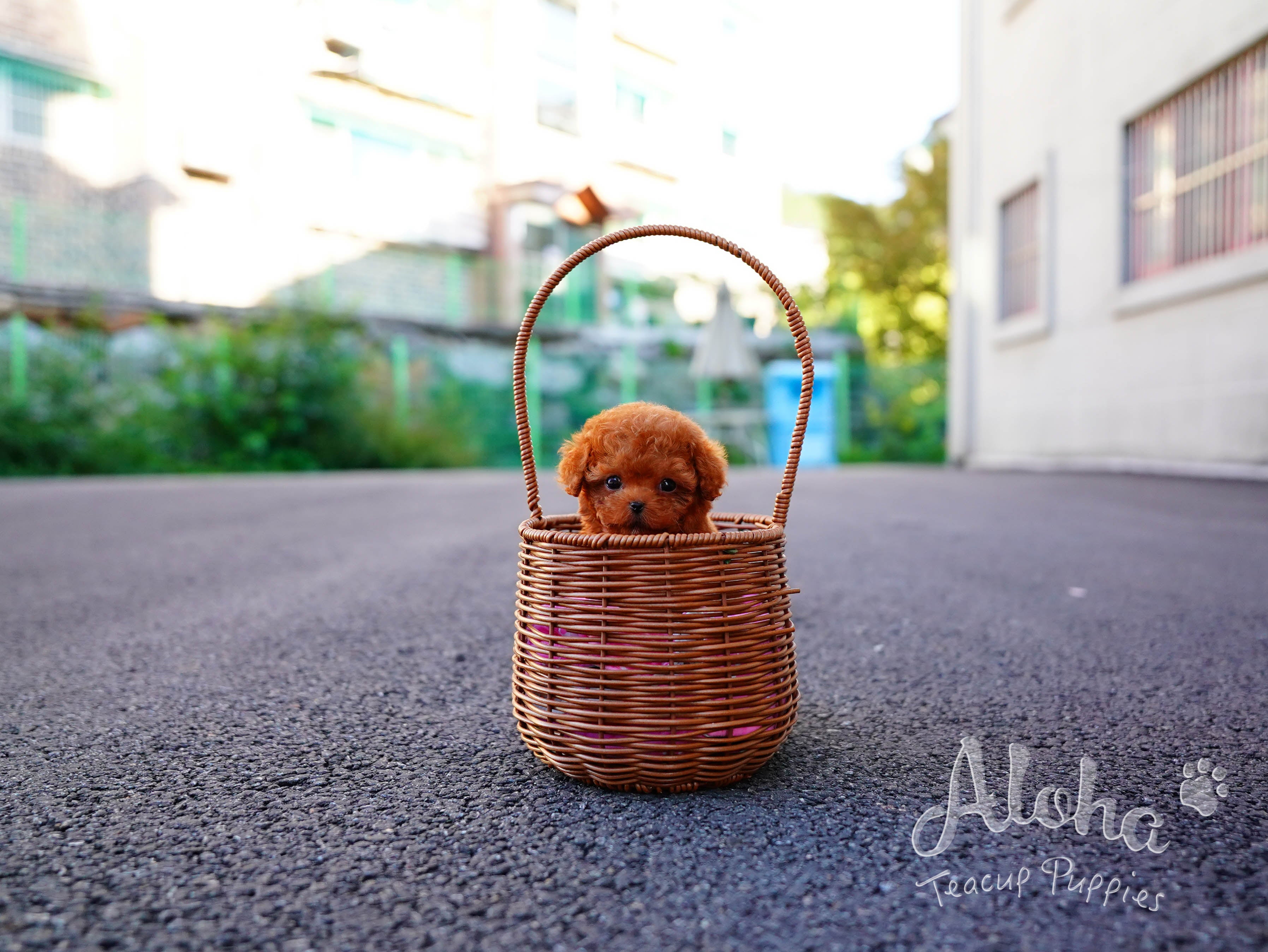 Pepsi [TEACUP POODLE] – Aloha Teacup Puppies