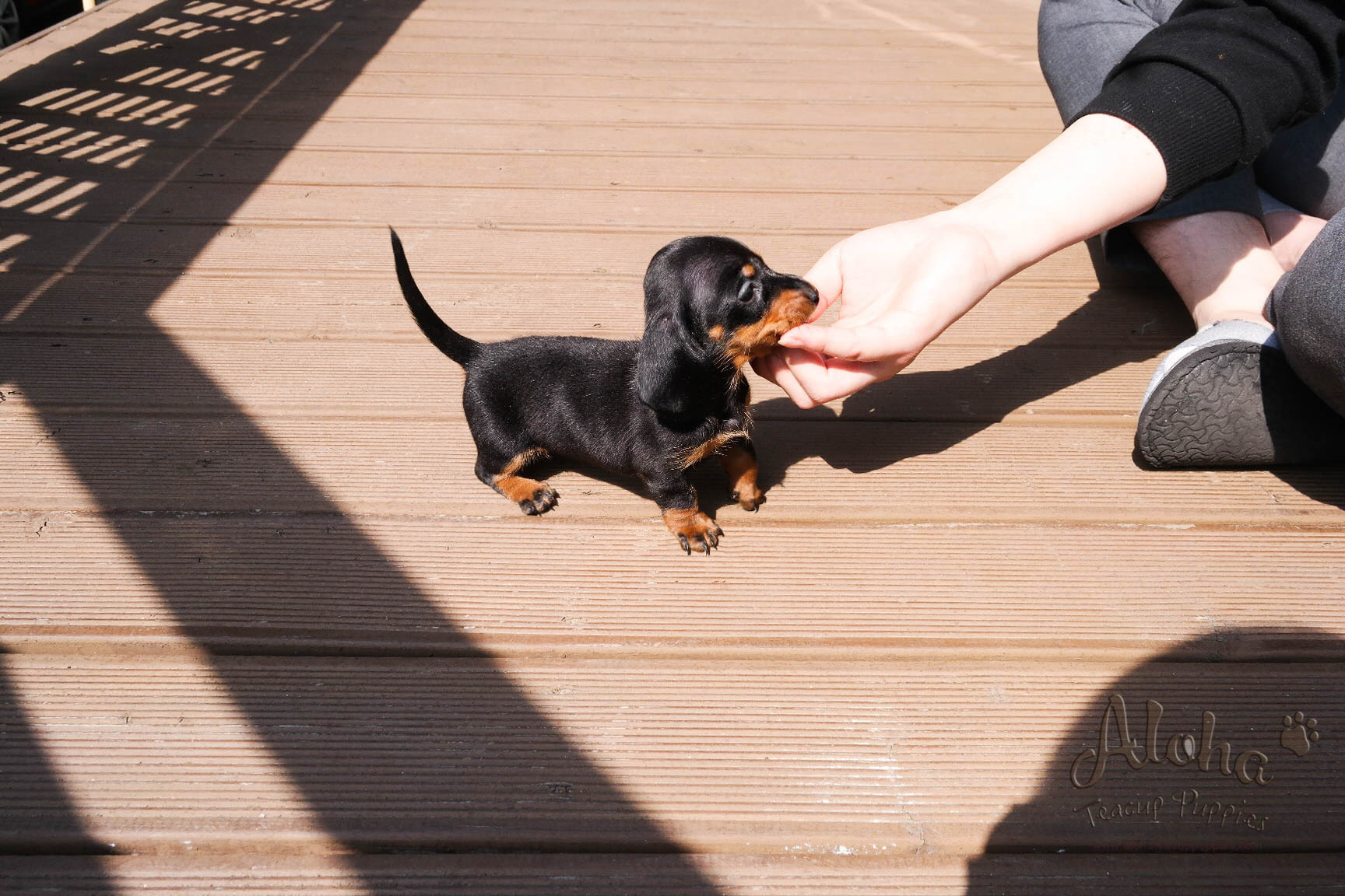 Yam [TEACUP Dachshund] – Aloha Teacup Puppies inc
