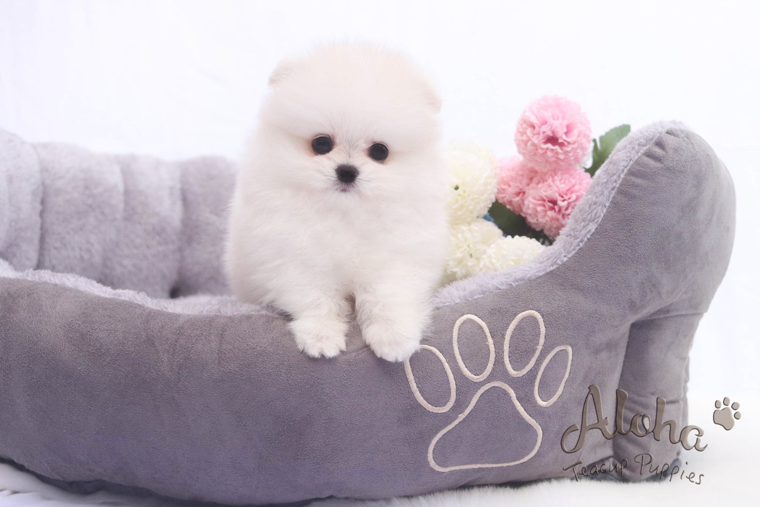 Sold to Roberto, Fiona [TEACUP POMERANIAN] – Aloha Teacup Puppies inc