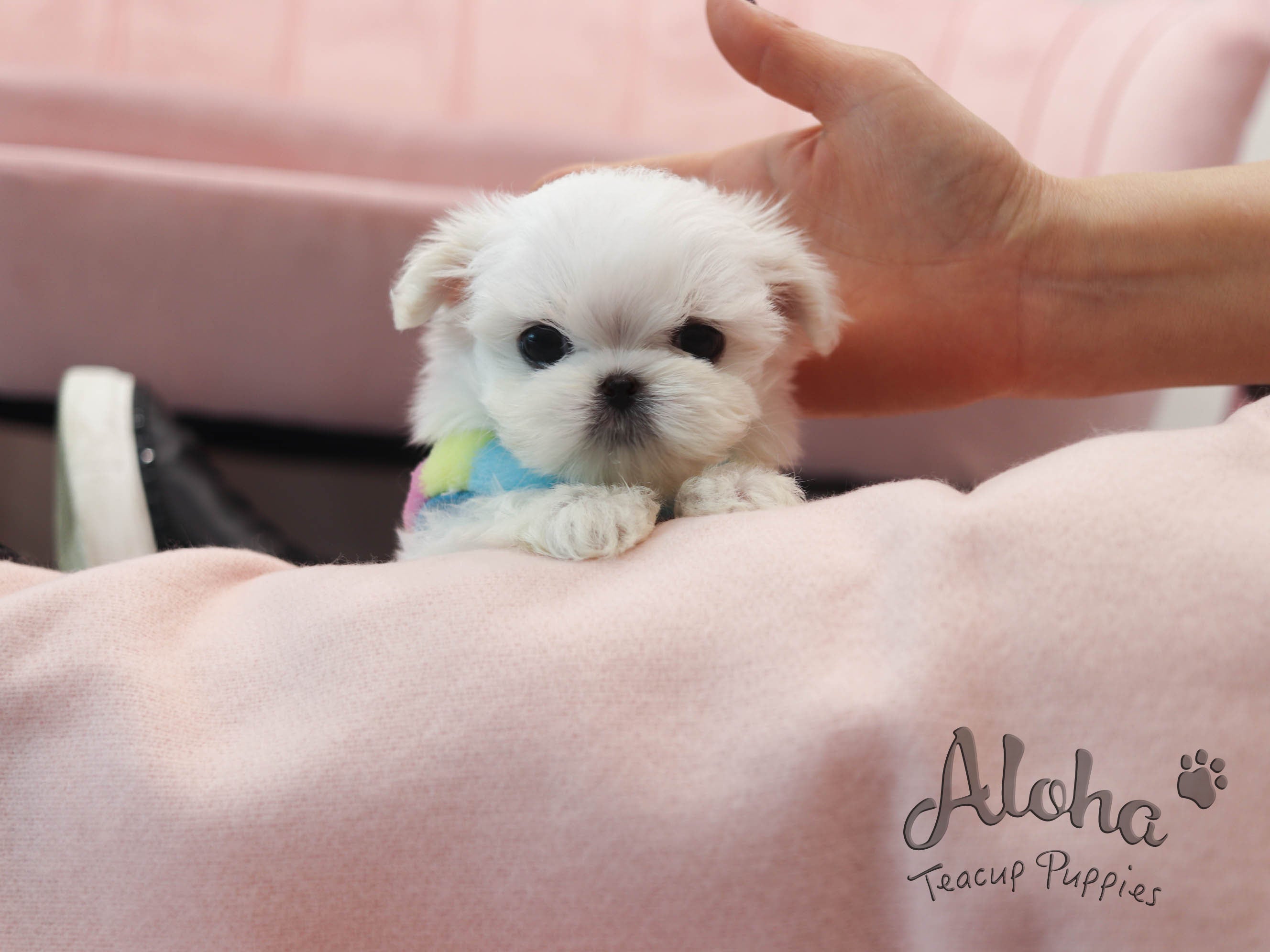 cotton [TEACUP MALTESE] – Aloha Teacup Puppies inc