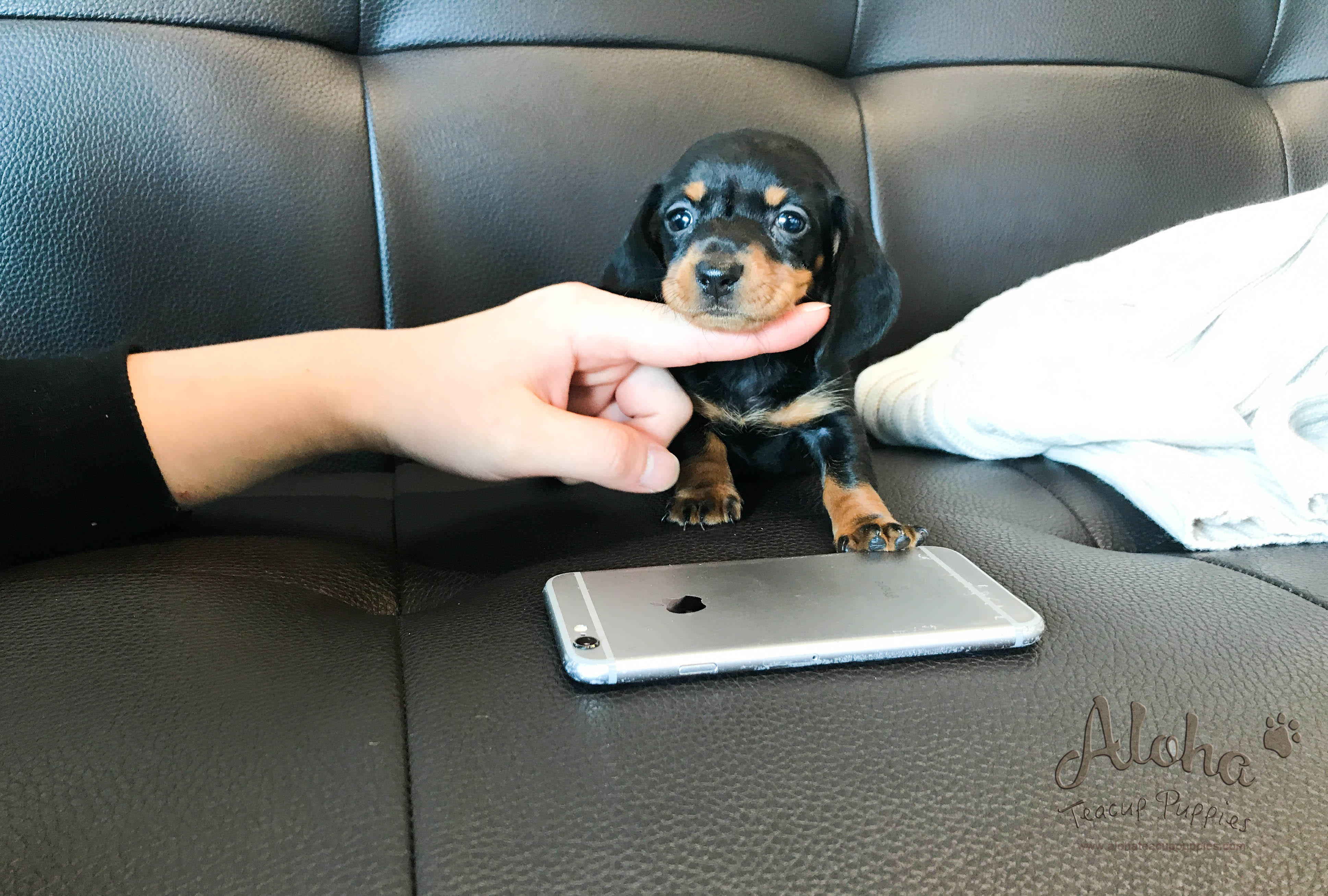 Yam [TEACUP Dachshund] – Aloha Teacup Puppies inc